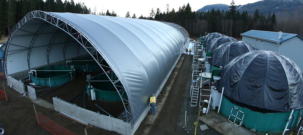 Marine Harvest Canada takes salmon inside a MegaDomeMegaDome Structures